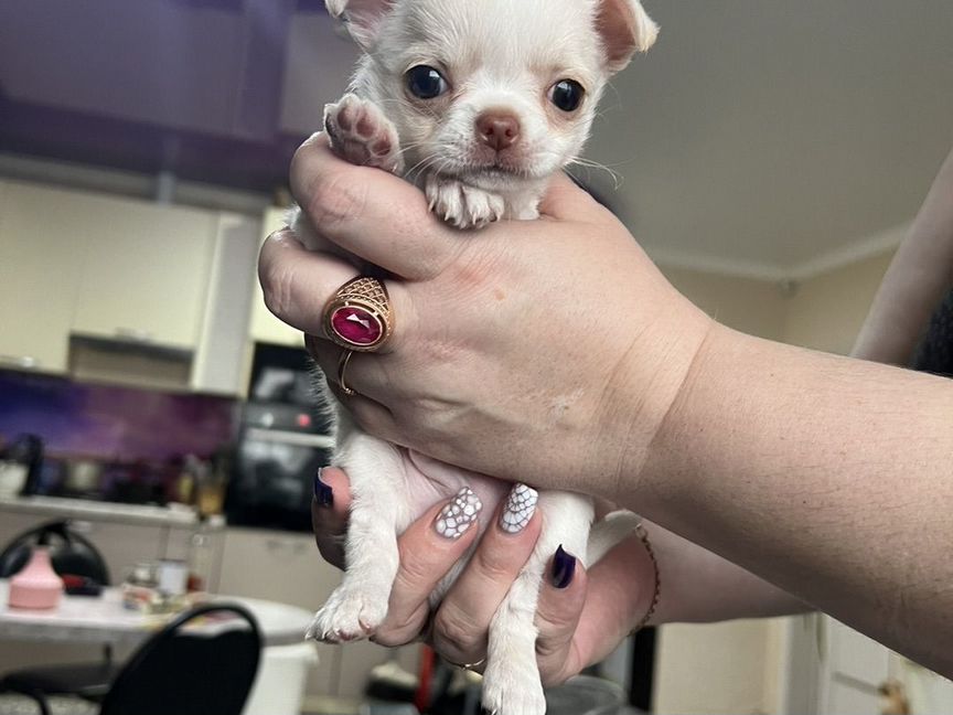 Чихуахуа мини мальчик