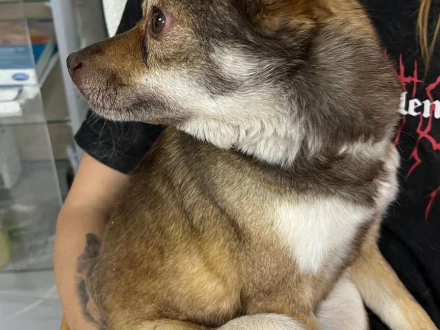 Маленькая собака-улыбака