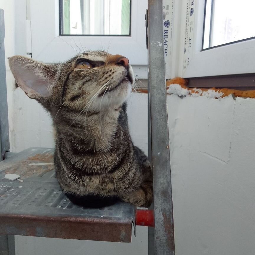 Саванна кошка