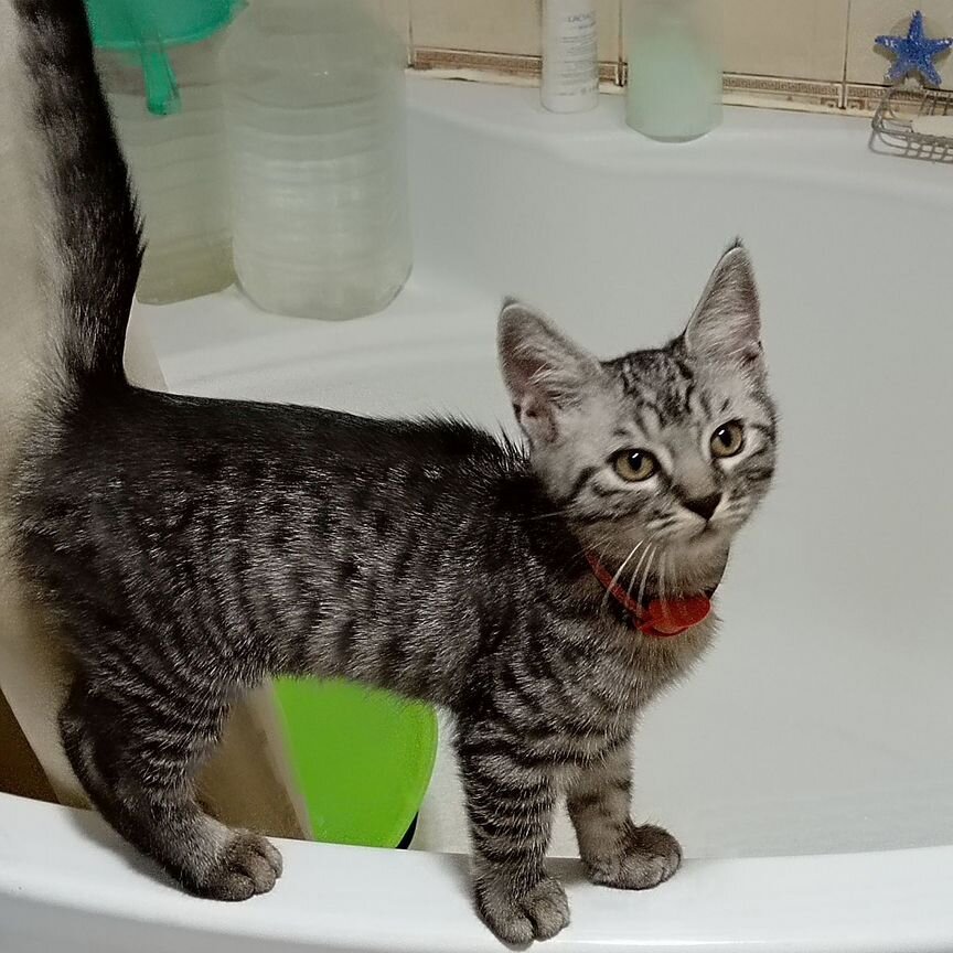 Британский короткошёрстный котёнок