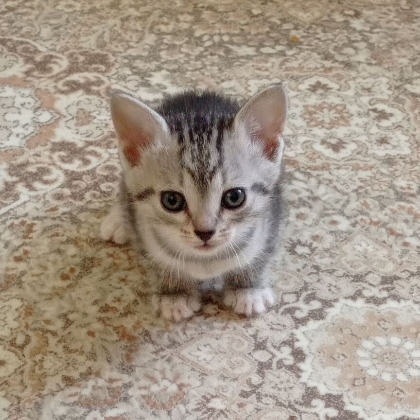 Милые котята бесплатно