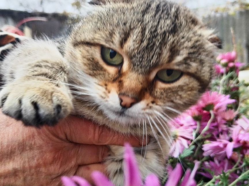 Шотландская кошечка