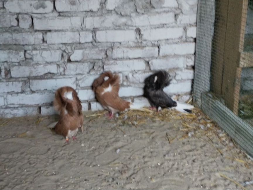 Голуби якобины