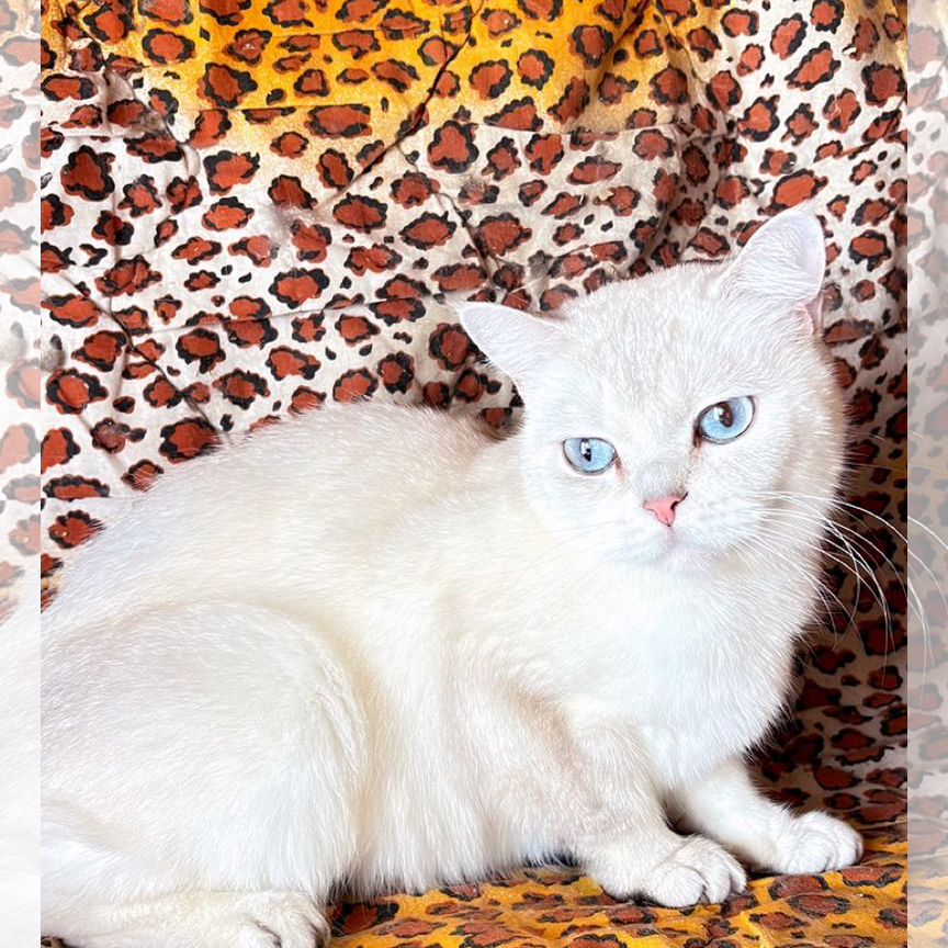 Британская короткошёрстная, взрослая кошка