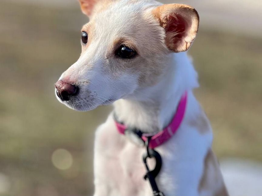 Маленькой собачке (щенок) ищем дом