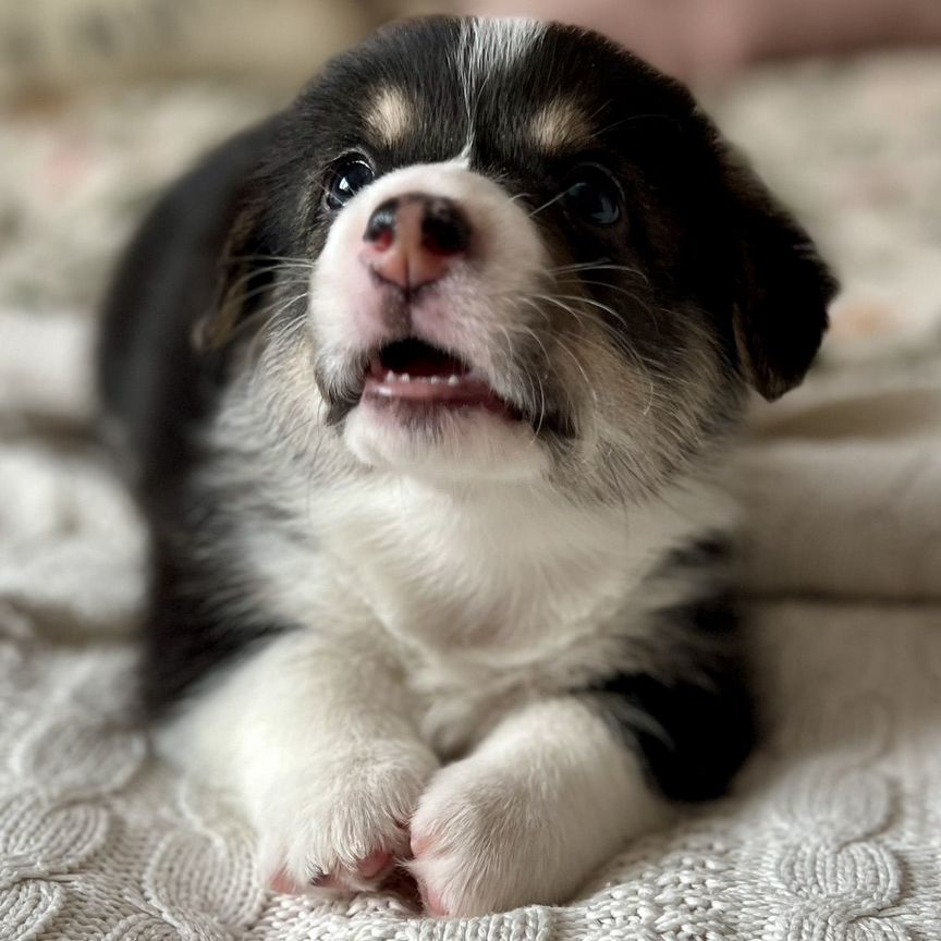 Вельш Корги Пемброк, щенок