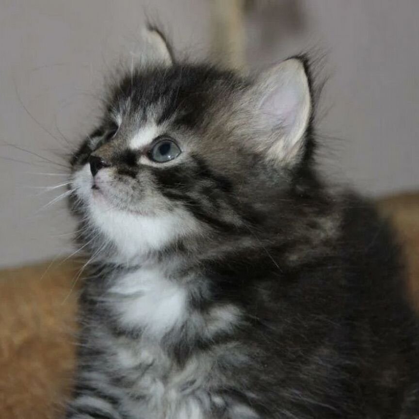 Сибирский мальчик