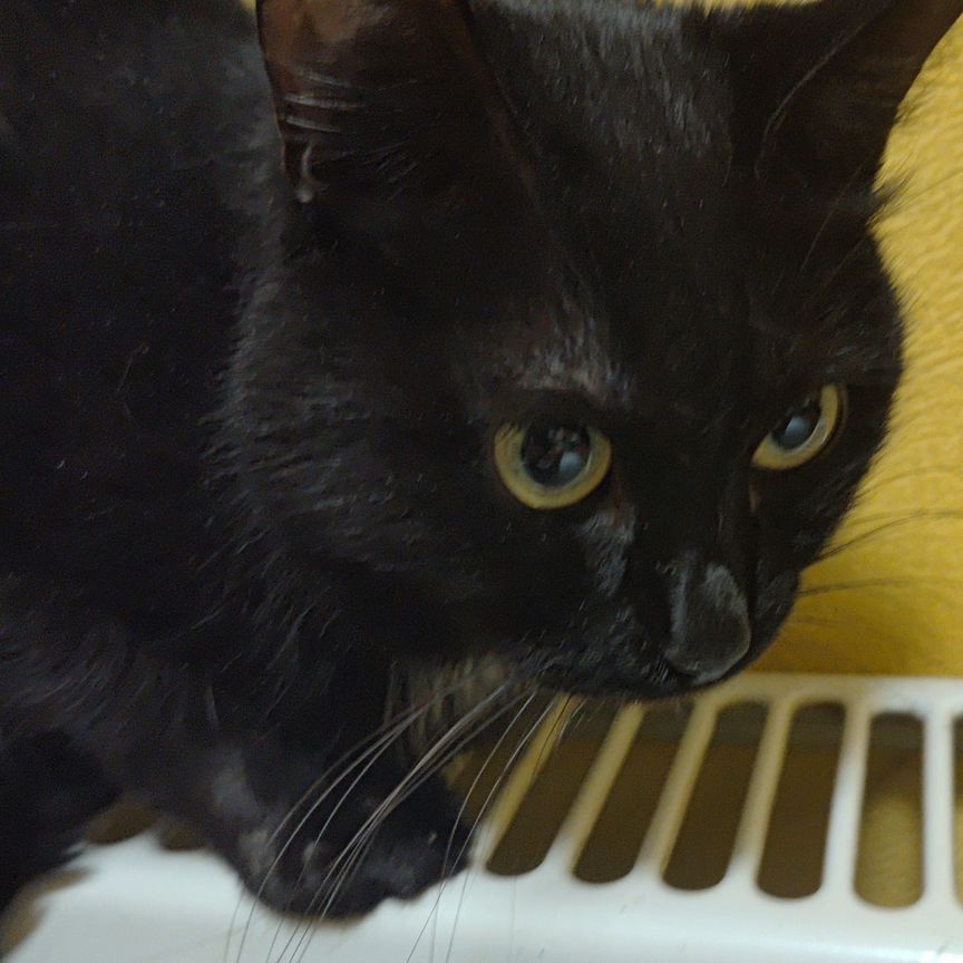 Бенгальская, взрослая кошка