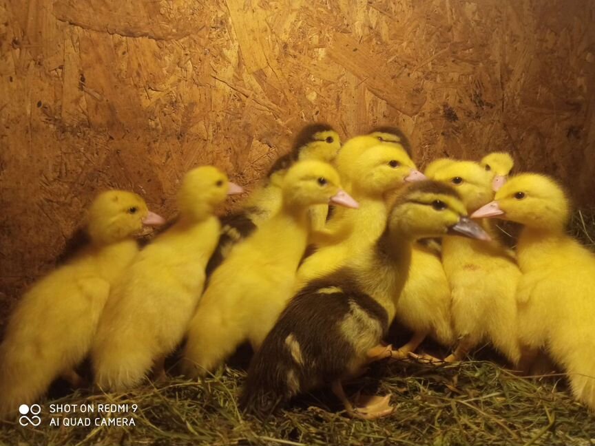 Мускусные утята