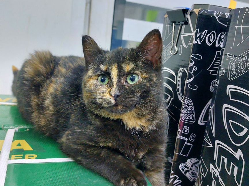 Котенок девочка в добрые руки