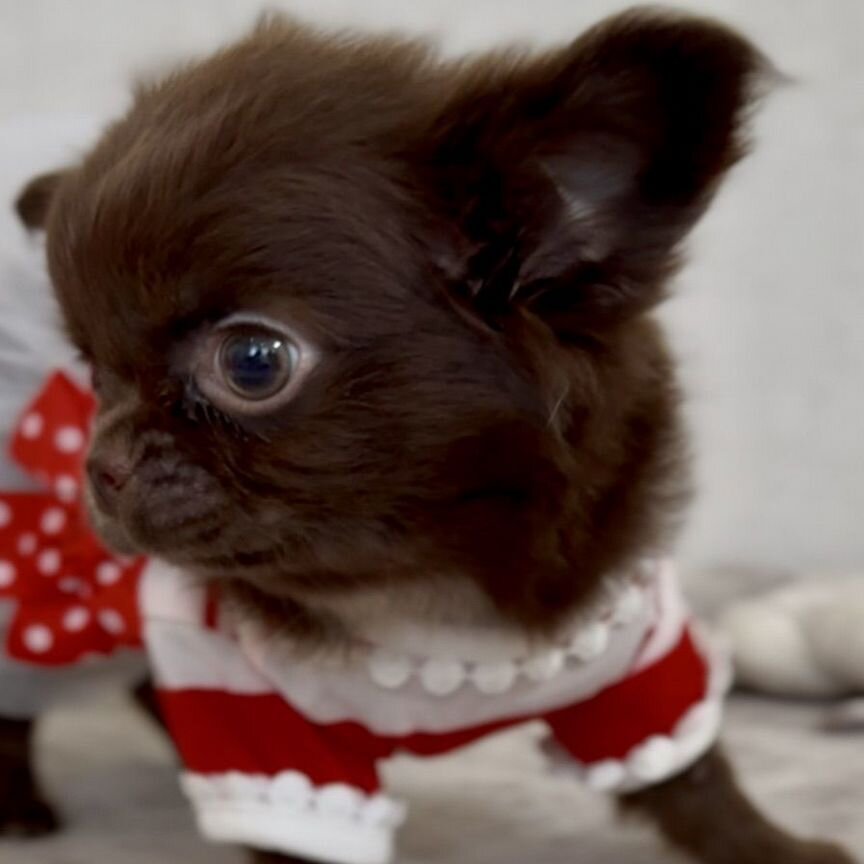 Маленькая модница