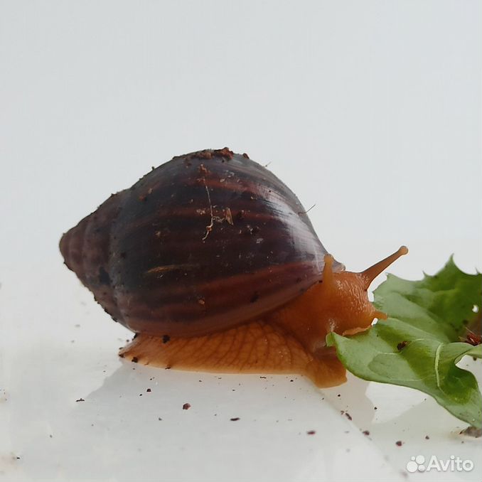 Улитки ахатины подростки