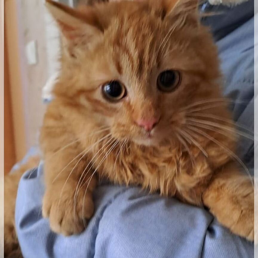 Рыжий котенок ищет дом