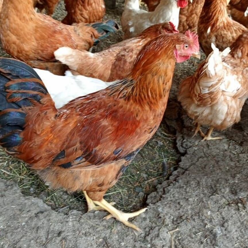 Адлерские петушки, кучинские, легорны