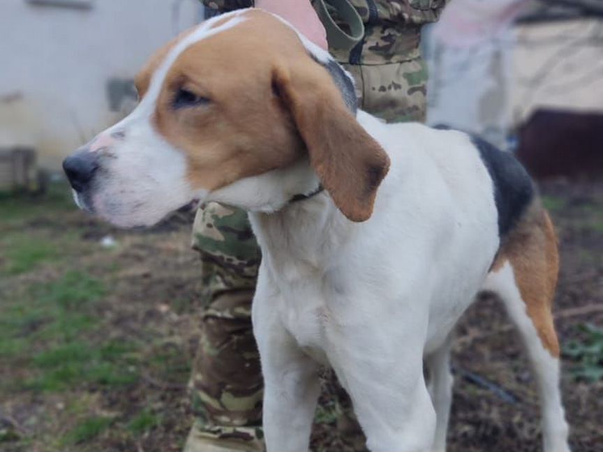 Русская пегая гончая