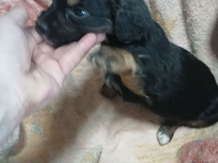 Собака русский спаниель