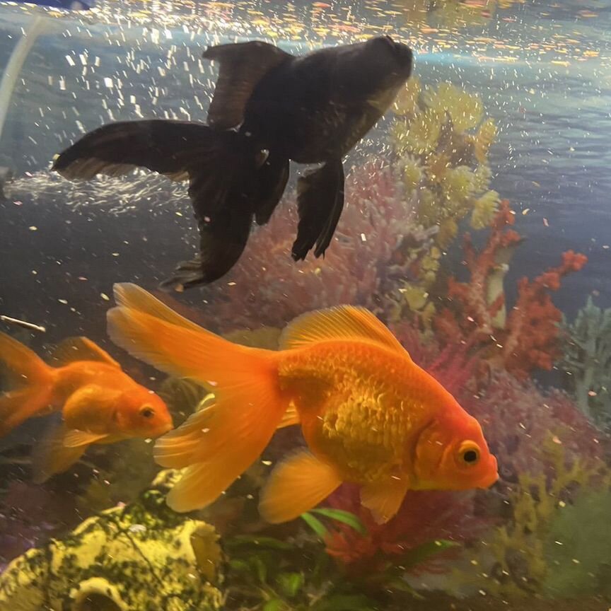 Рыба телескоп