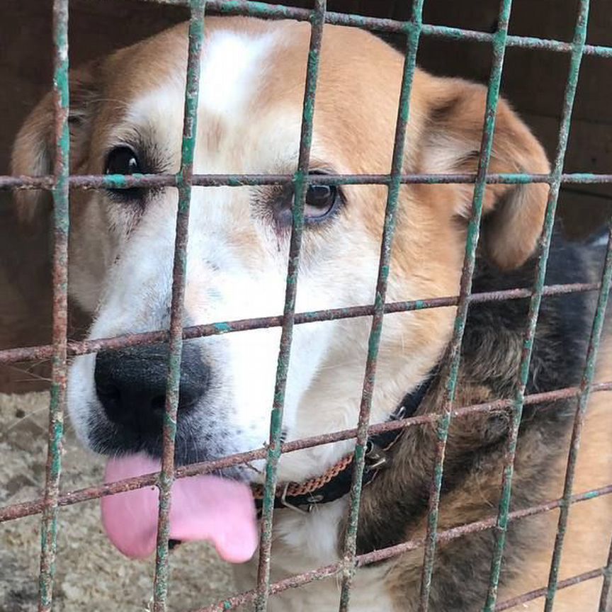 Взрослый пёс в добрые руки