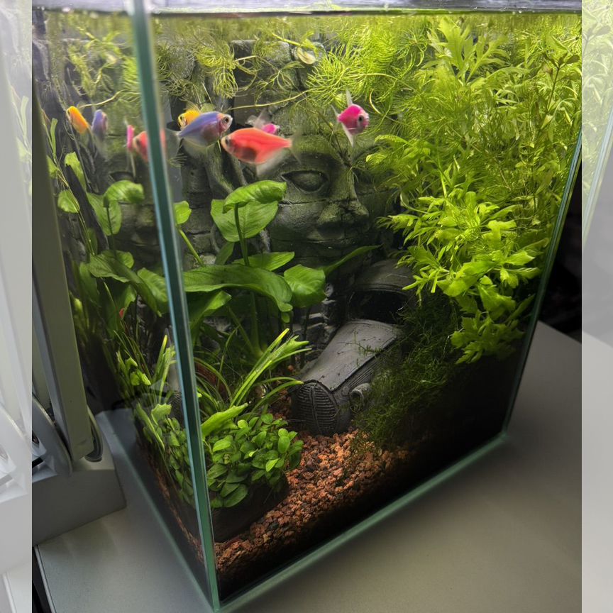 Аквариум с рыбками и живыми растениями