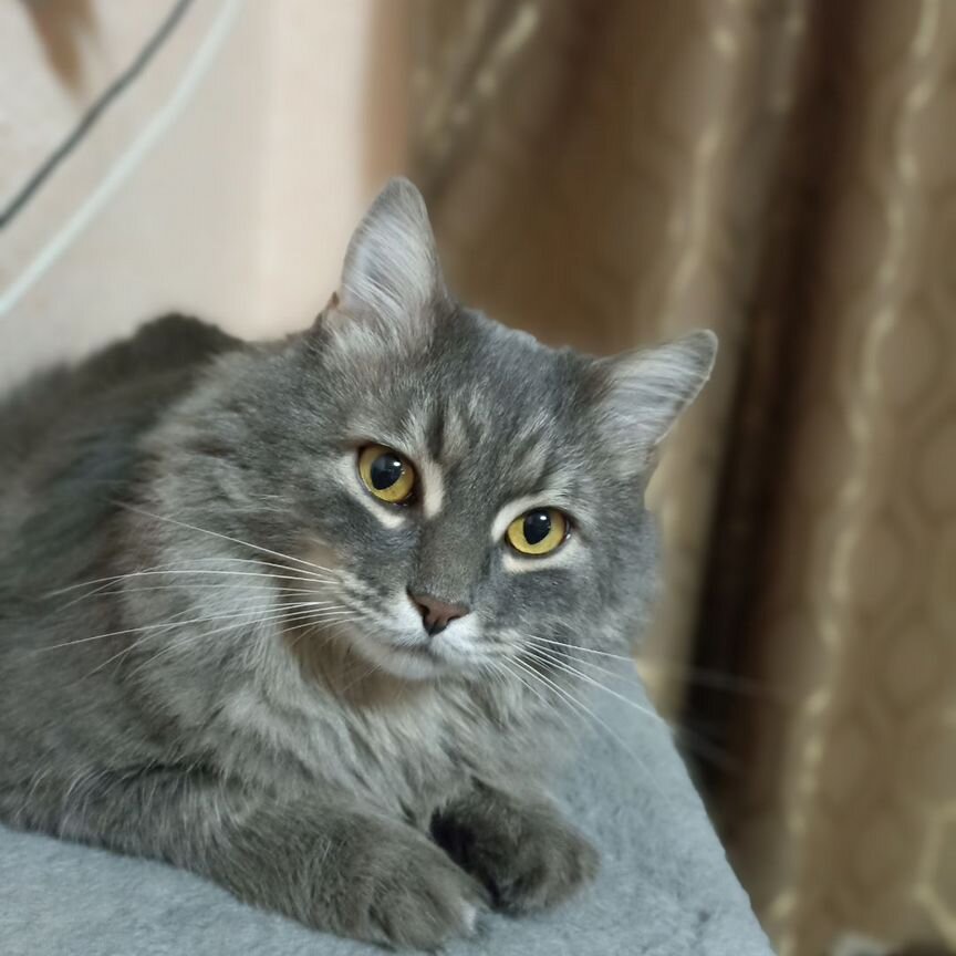 4 годовалый кот