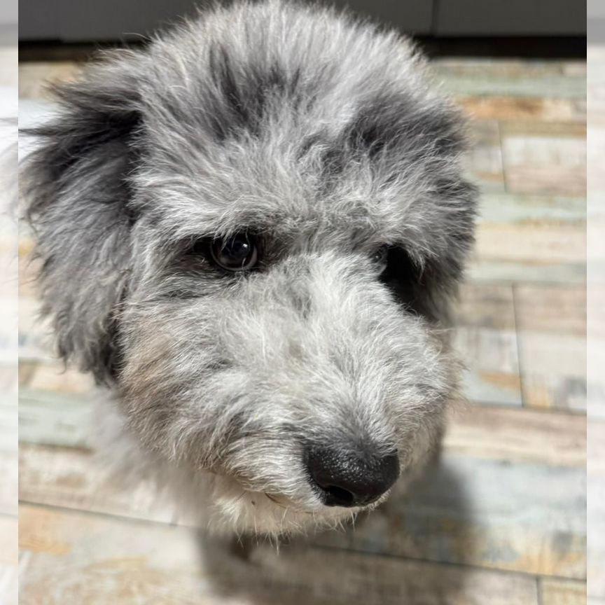 Бордер-колли, щенок