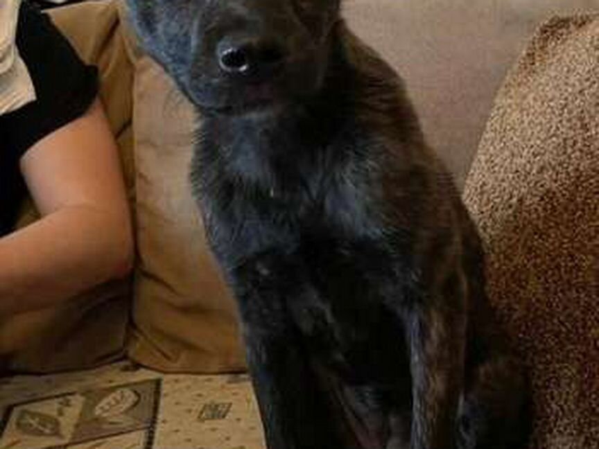 Собаки бесплатно в добрые руки