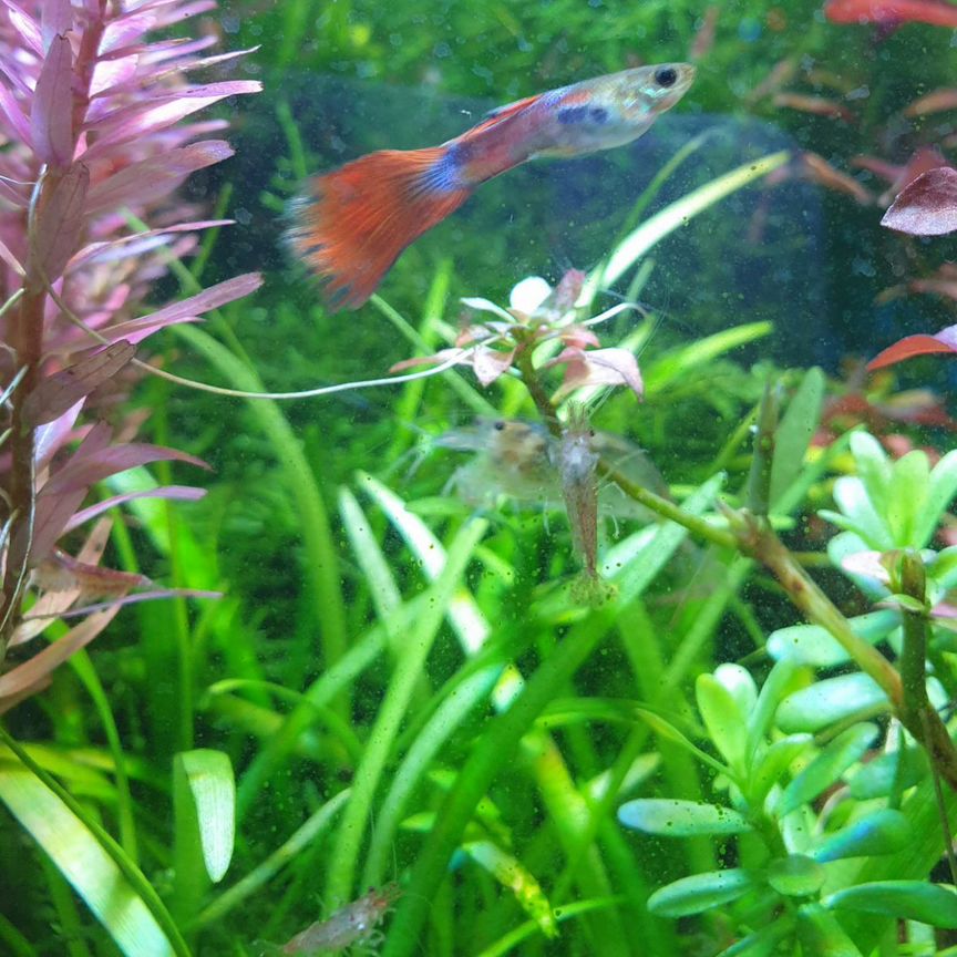 Рыбки гуппи