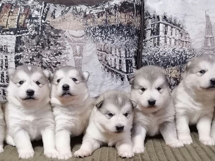 Аляскинский маламут щенки