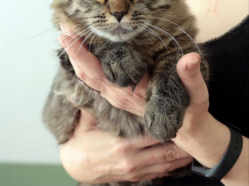 Кот