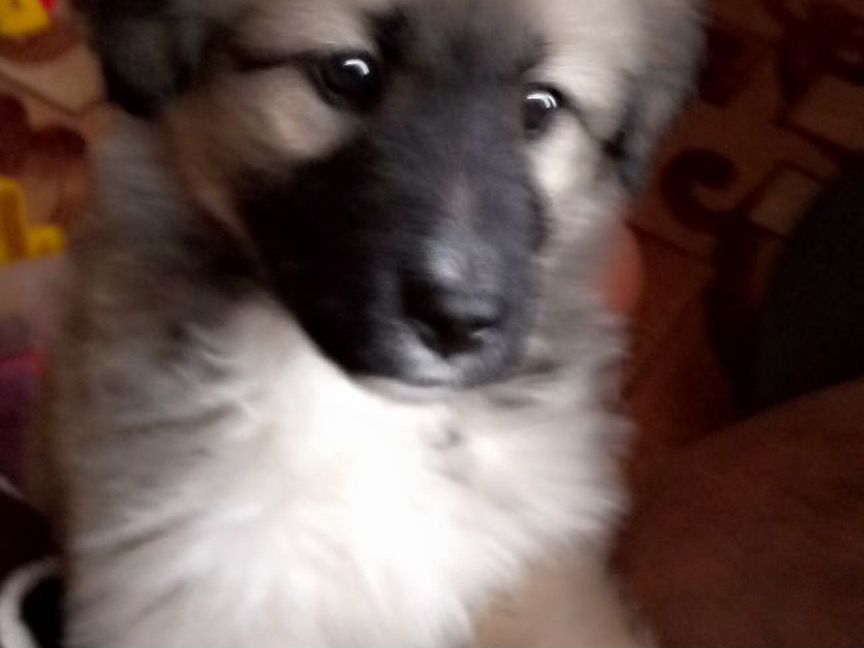 Кавказская овчарка отдам девочку