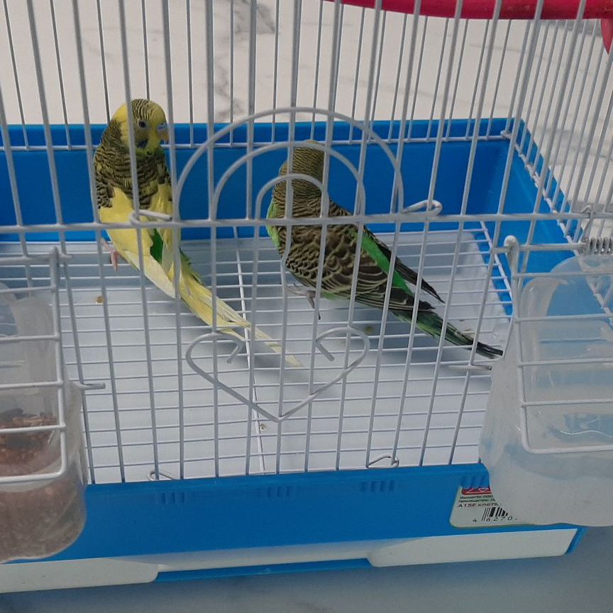 Волнистый попугай с клеткой