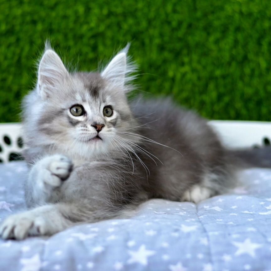 Котята мейн-кун