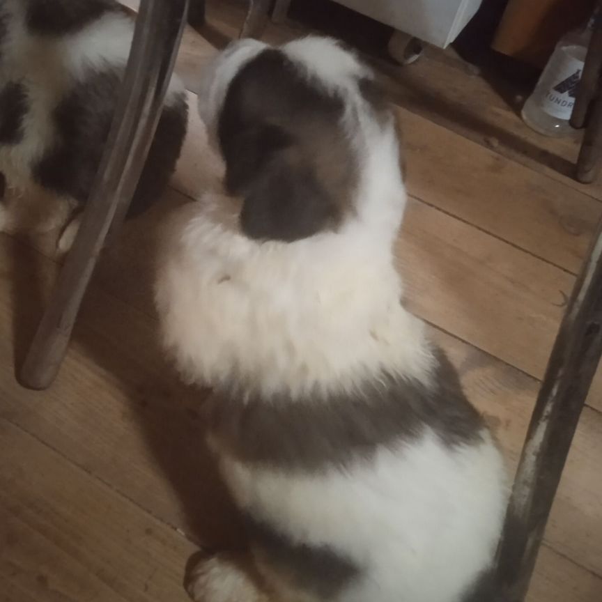 Московская сторожевая, щенок