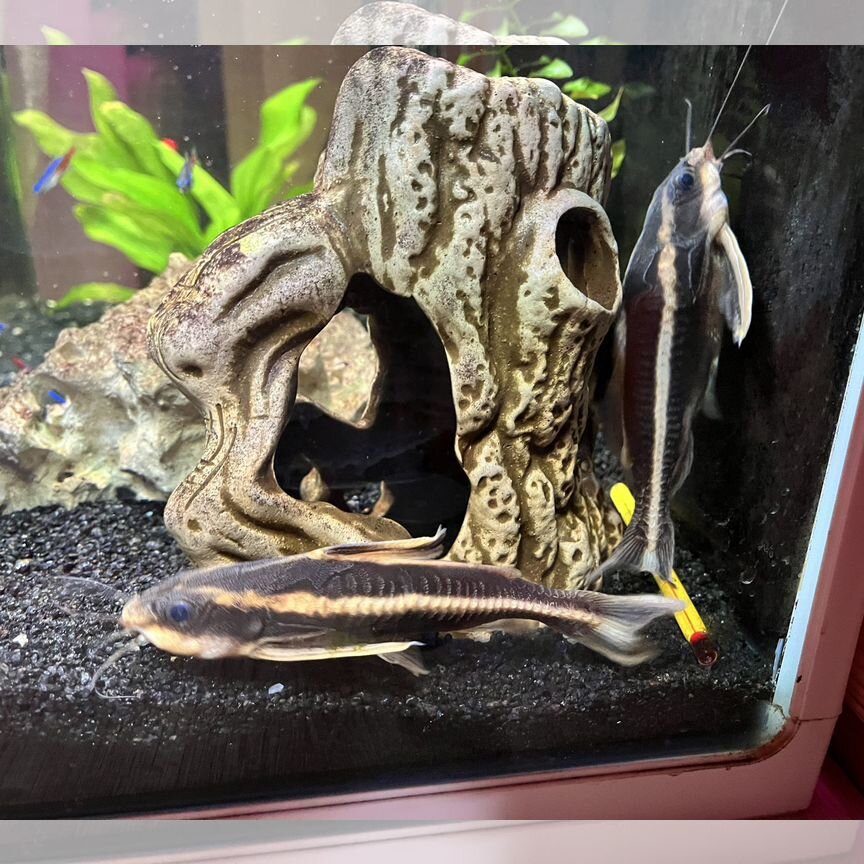 Сом платидорас