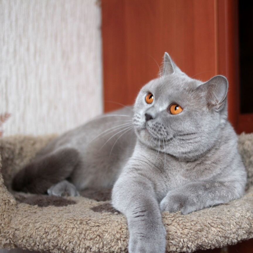 Британская кошка в ответственные руки