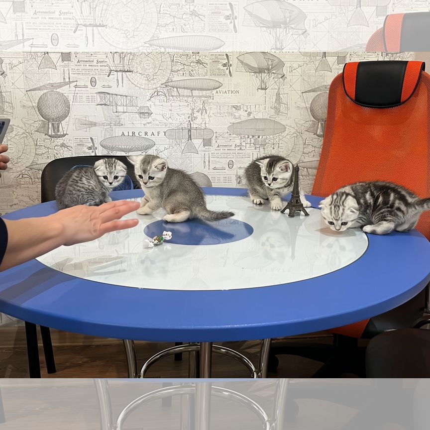 Шотландский вислоухий короткошёрстный котёнок