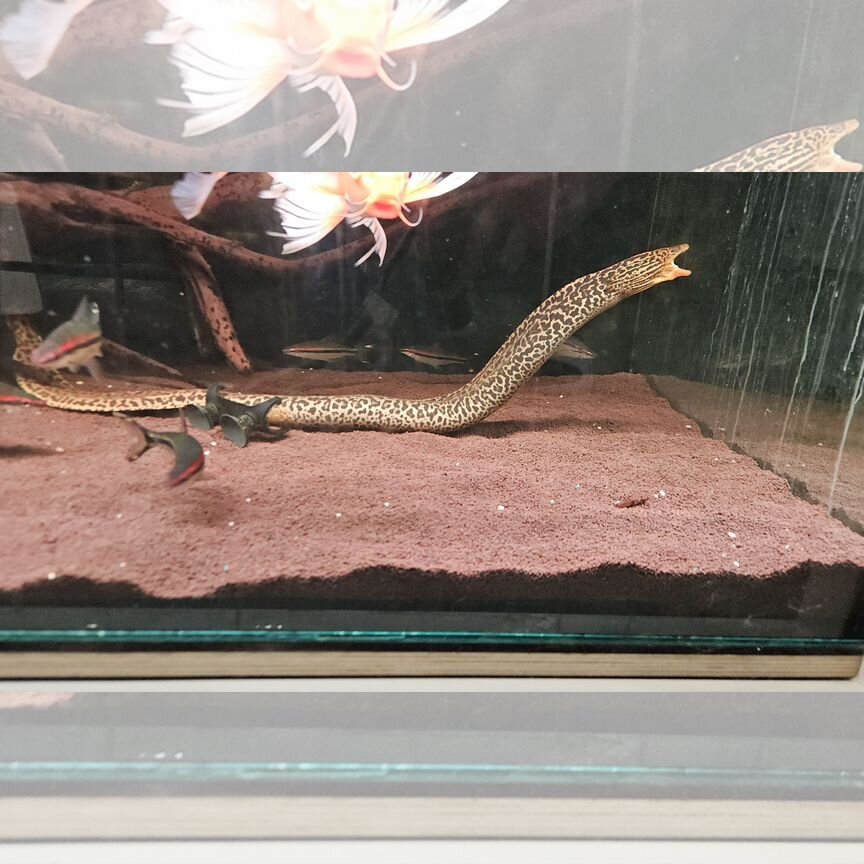 Экзотические рыбки