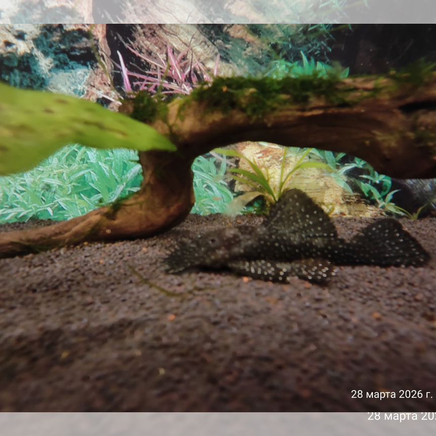 Анциструс 10см