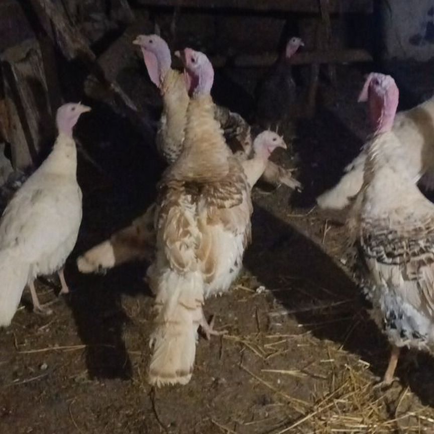 Индюки домашние на племя