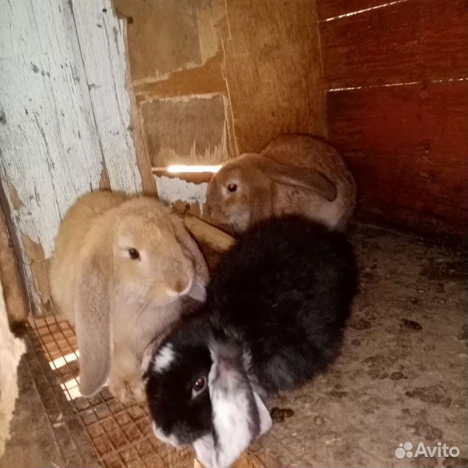 Распродаю кроликов