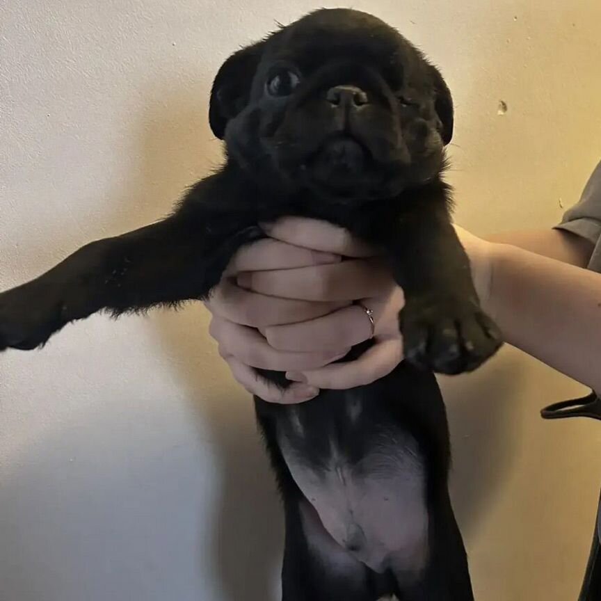 Мопс, щенок