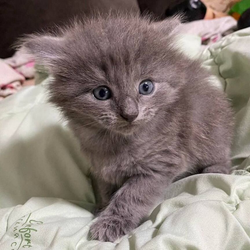 Отдам породистых котят в добрые руки(обе девочки)