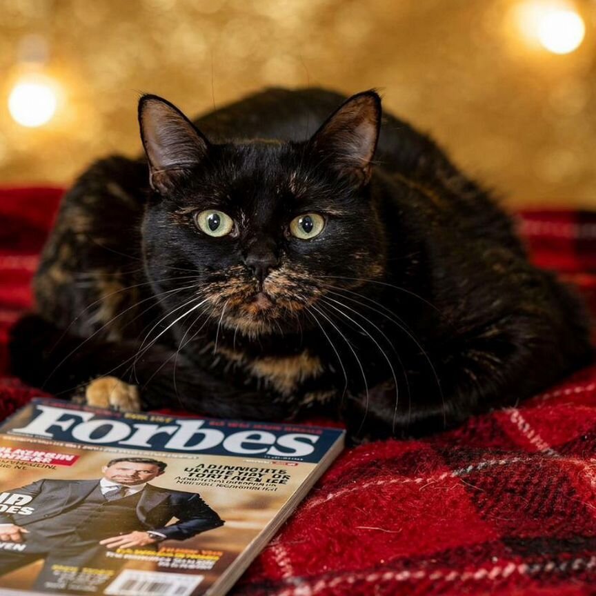 Британская короткошёрстная, взрослая кошка