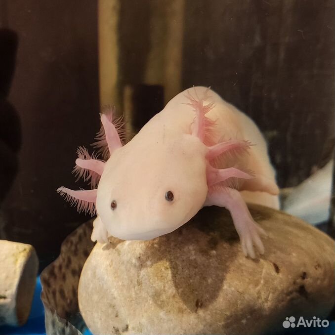 Аксолотль белый