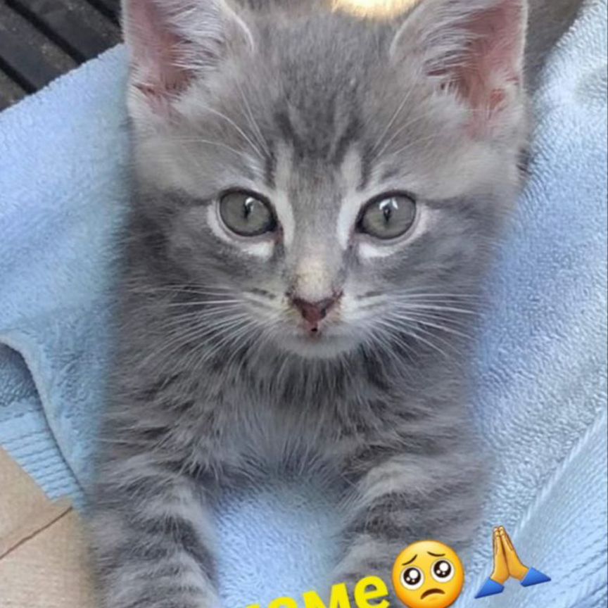 Котята