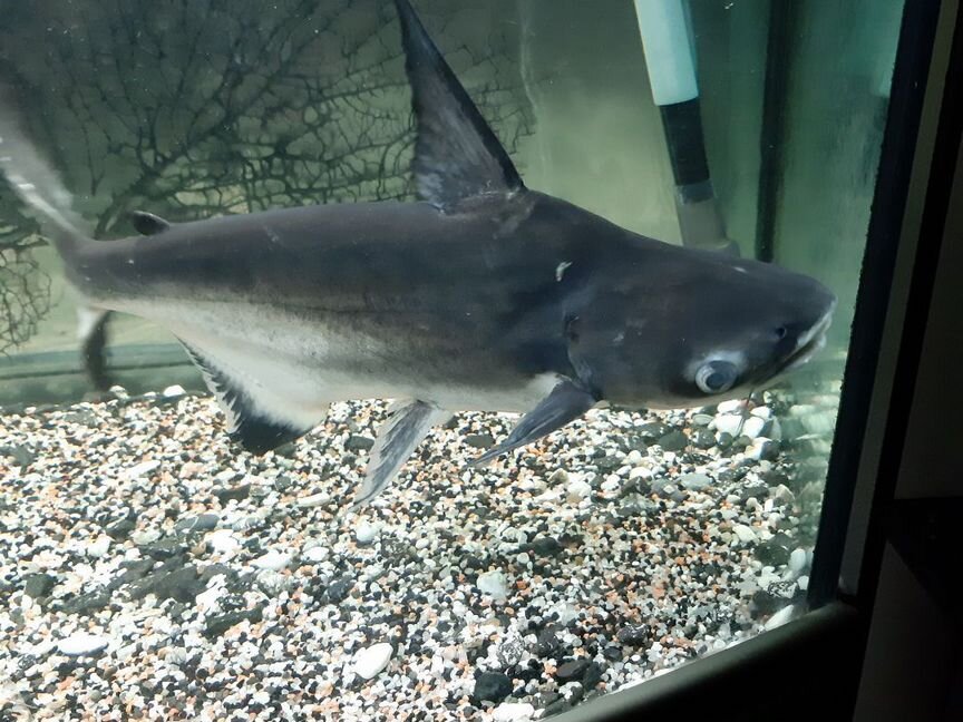 Акулий сом пангасиус бесплатно