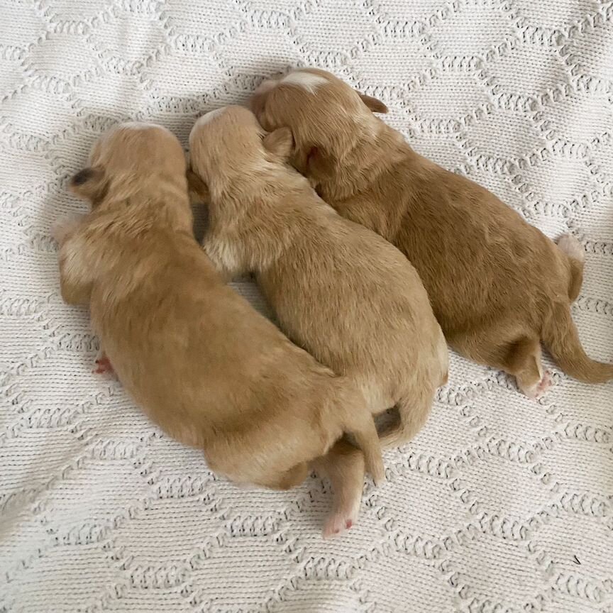 Maltipoo f1