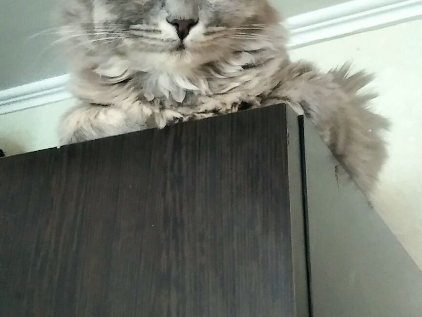 Кошечка, 4 мес