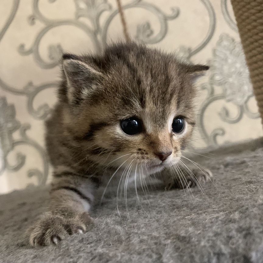 Кошка в дар бесплатно