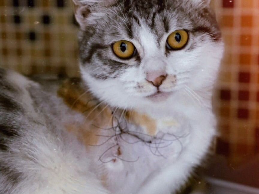 Особенная кошка ищет дом